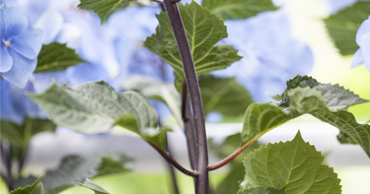 Hydrangea 'Black Steel'®, Gartenhortensie 'Black Steel'® - Stanze ...