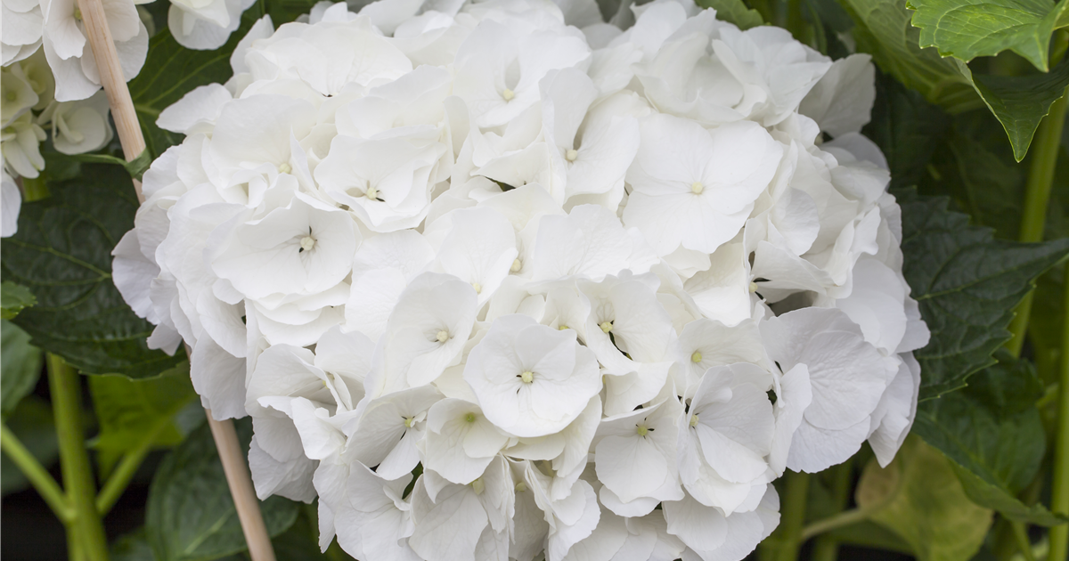 Hydrangea macrophylla 'Magical Bride'®, Gartenhortensie 'Magical Bride ...