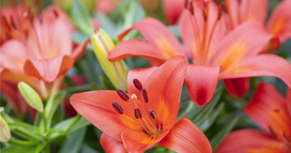 Lilium 'Matrix', Asiatische Lilie 'Matrix' - Stanze Gartencenter in ...