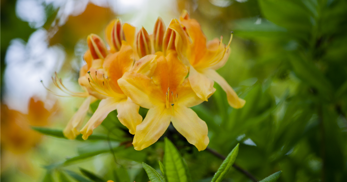 Rhododendron molle 'Anthony Koster', Sommergrüne Azalee 'Anthony Koster ...